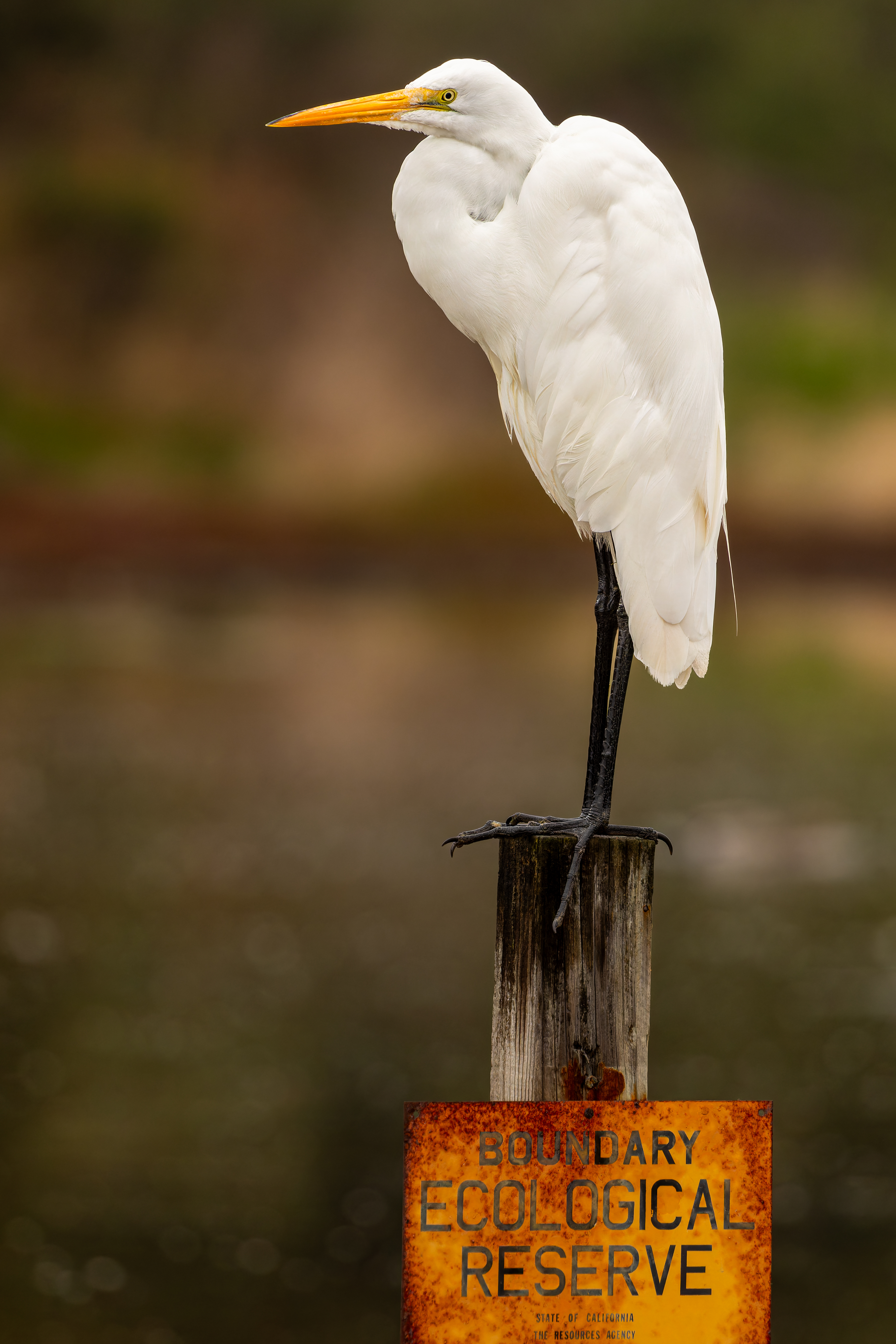 Bordes | Elkhorn Slough