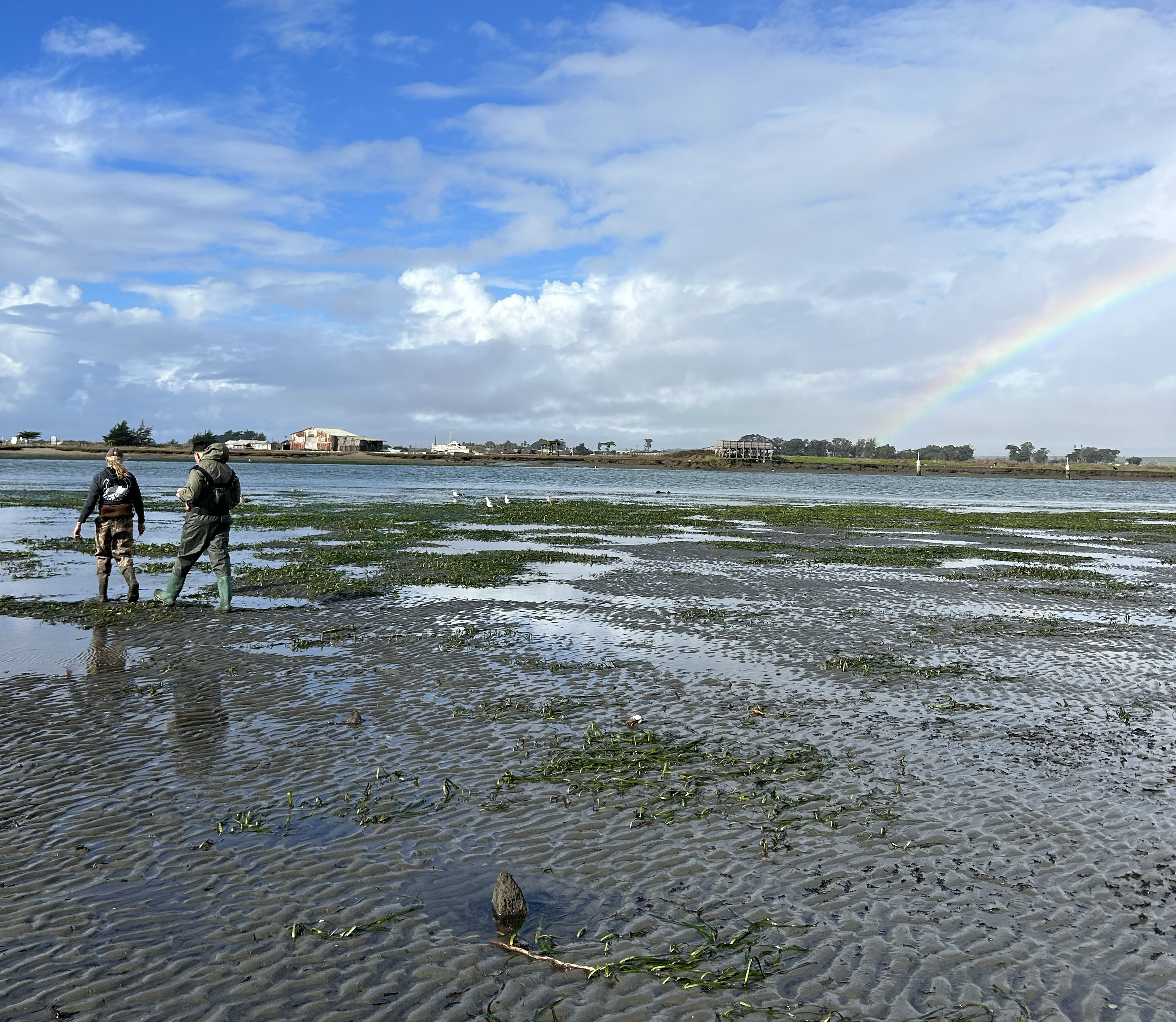 Knee Deep in Mud | Elkhorn Slough
